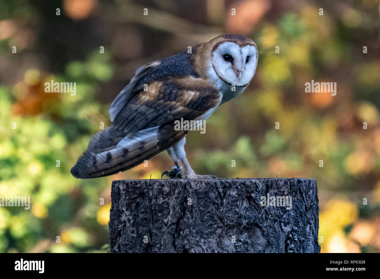 Barn Owl standing on a tree trunk, British Columbia, Canada Stock Photo ...