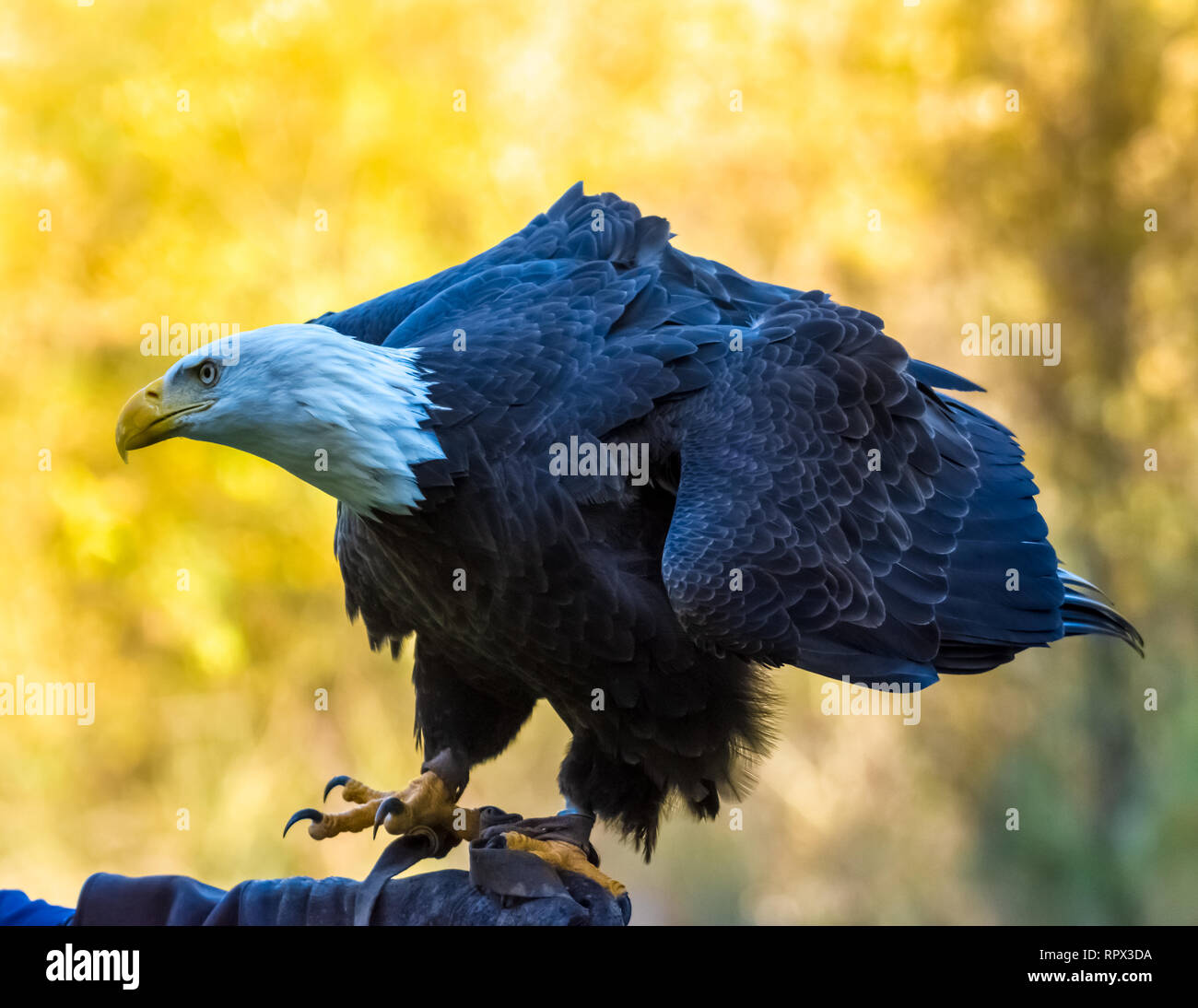 Bald eagle landing on a glove, British Columbia, Canada Stock Photo - Alamy