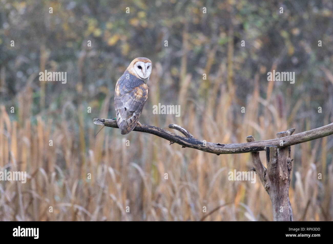 Rear view of owl hi-res stock photography and images - Alamy