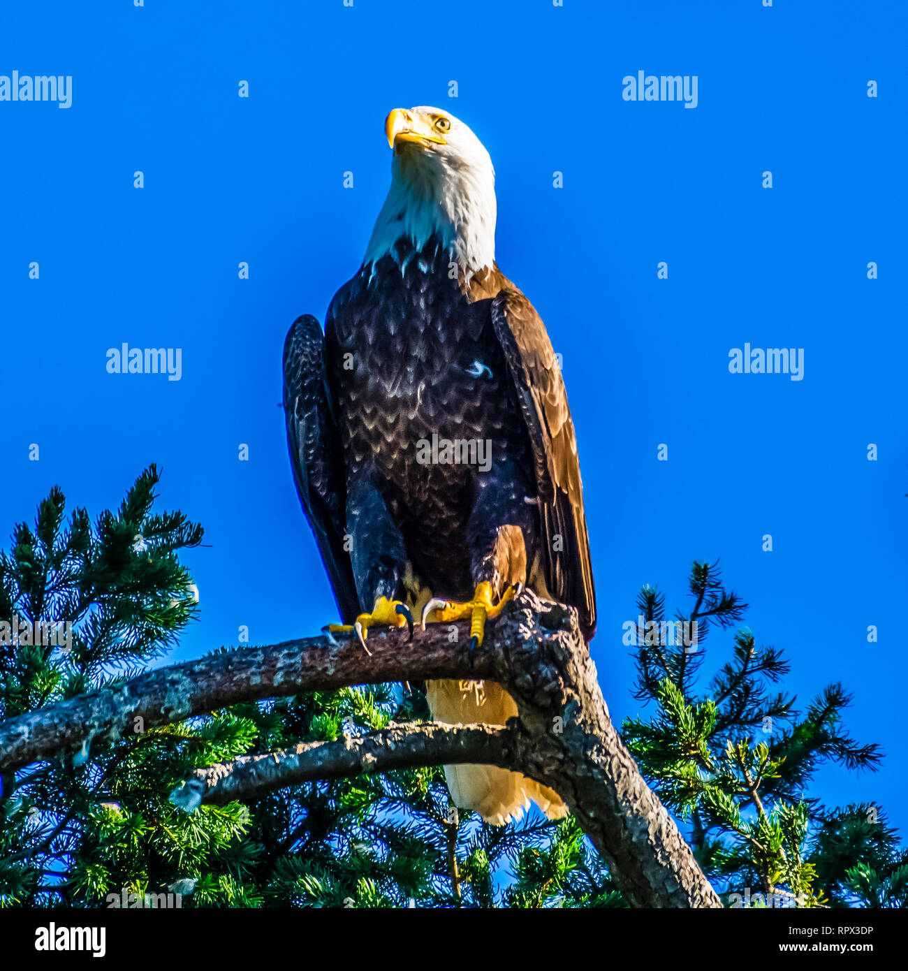 Bald eagle landing on branch hi-res stock photography and images - Alamy