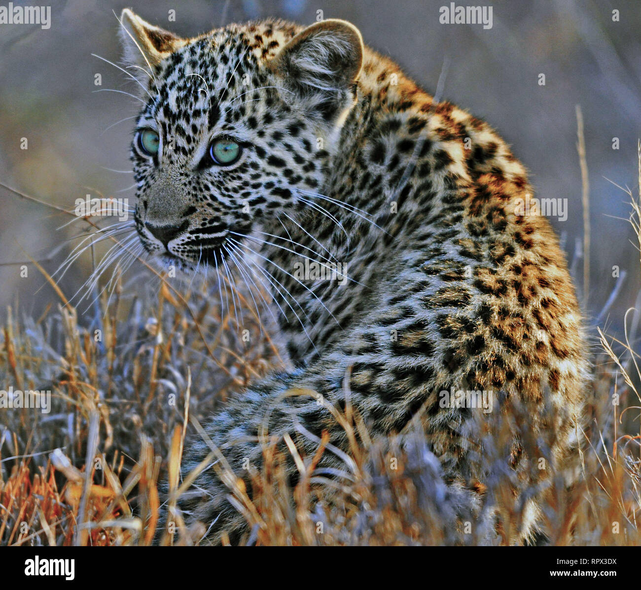 Rear view leopard looking back hi-res stock photography and images - Alamy