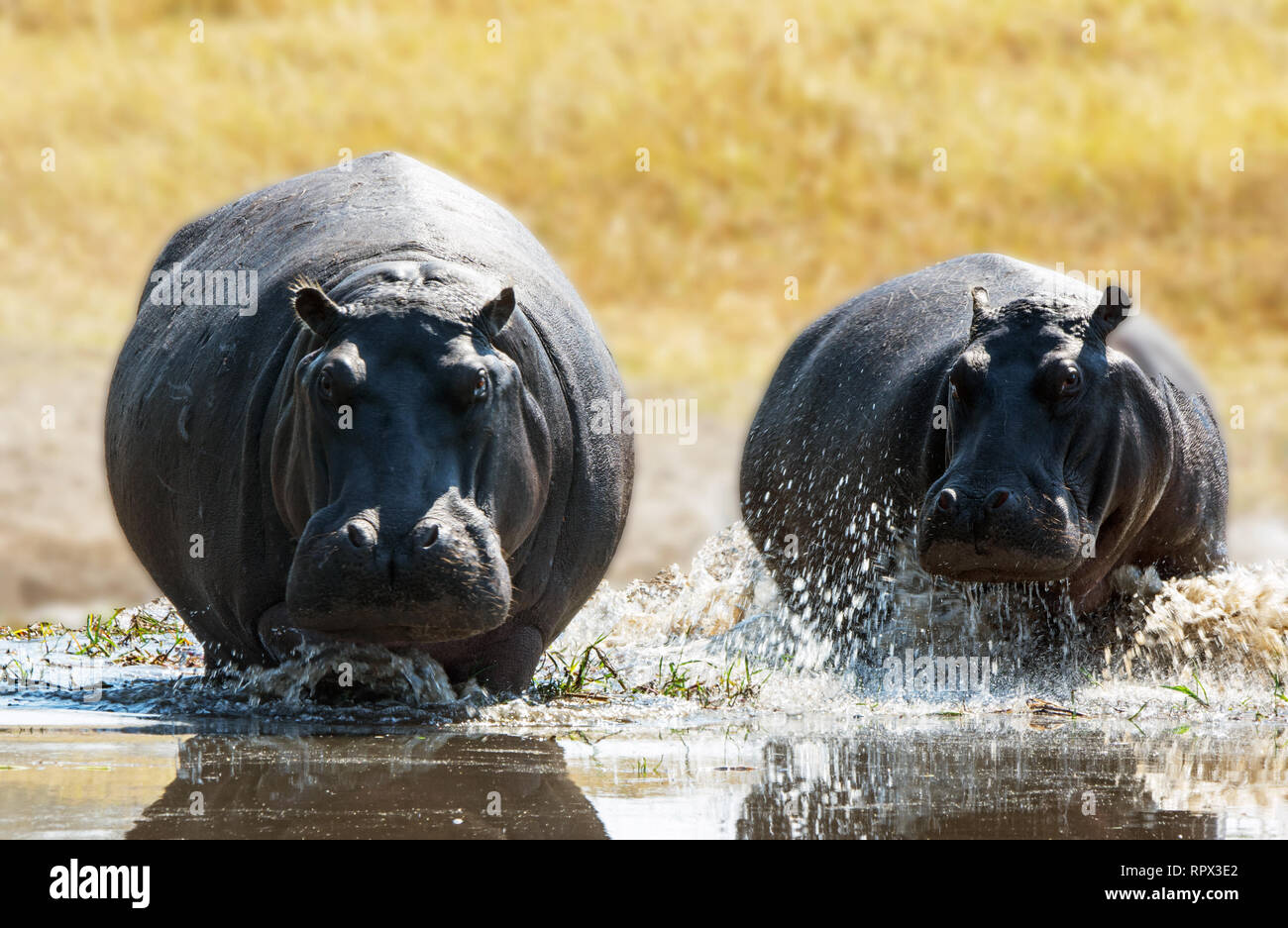 Two hippos hi-res stock photography and images - Alamy