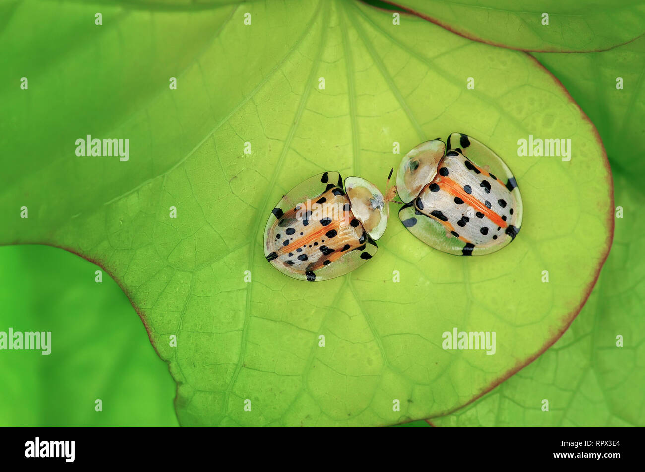 Two bugs hi-res stock photography and images - Alamy
