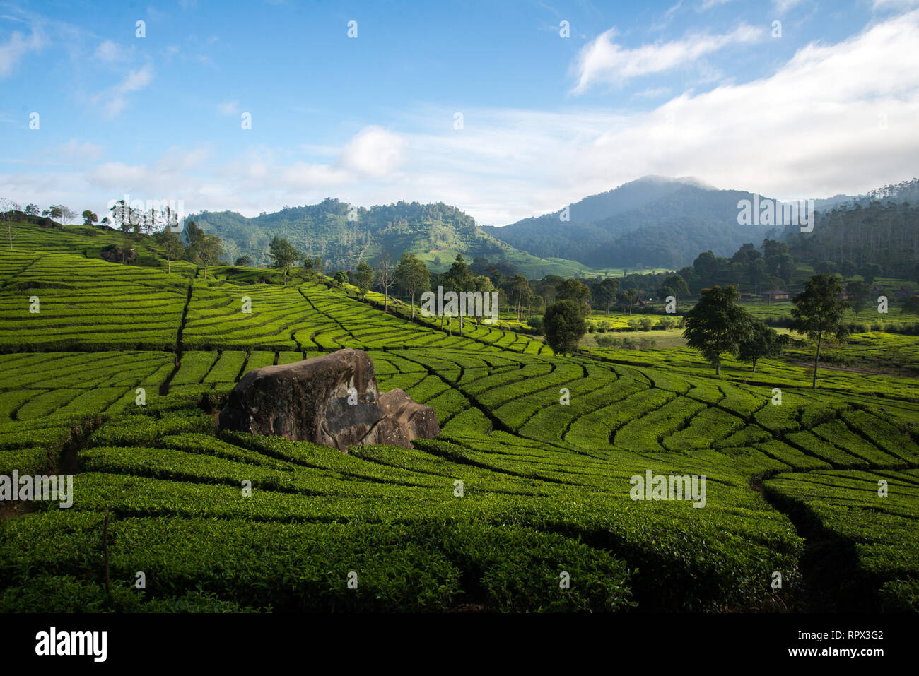 Rancabali tea plantation hi-res stock photography and images - Alamy