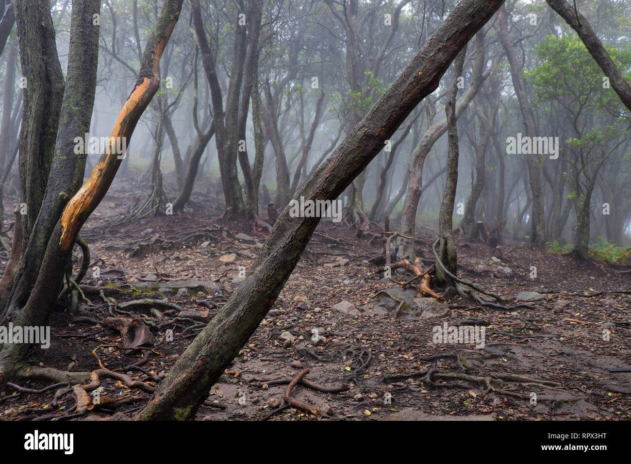 Rancabali Forest, Ciwidey, Bandung, West Java, Indonesia Stock Photo ...