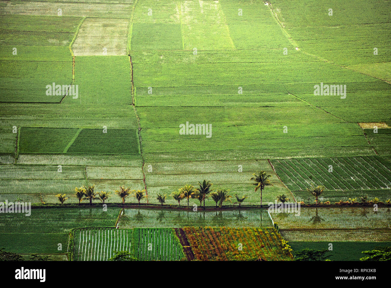 Aerial view of rice fields, Indonesia Stock Photo - Alamy