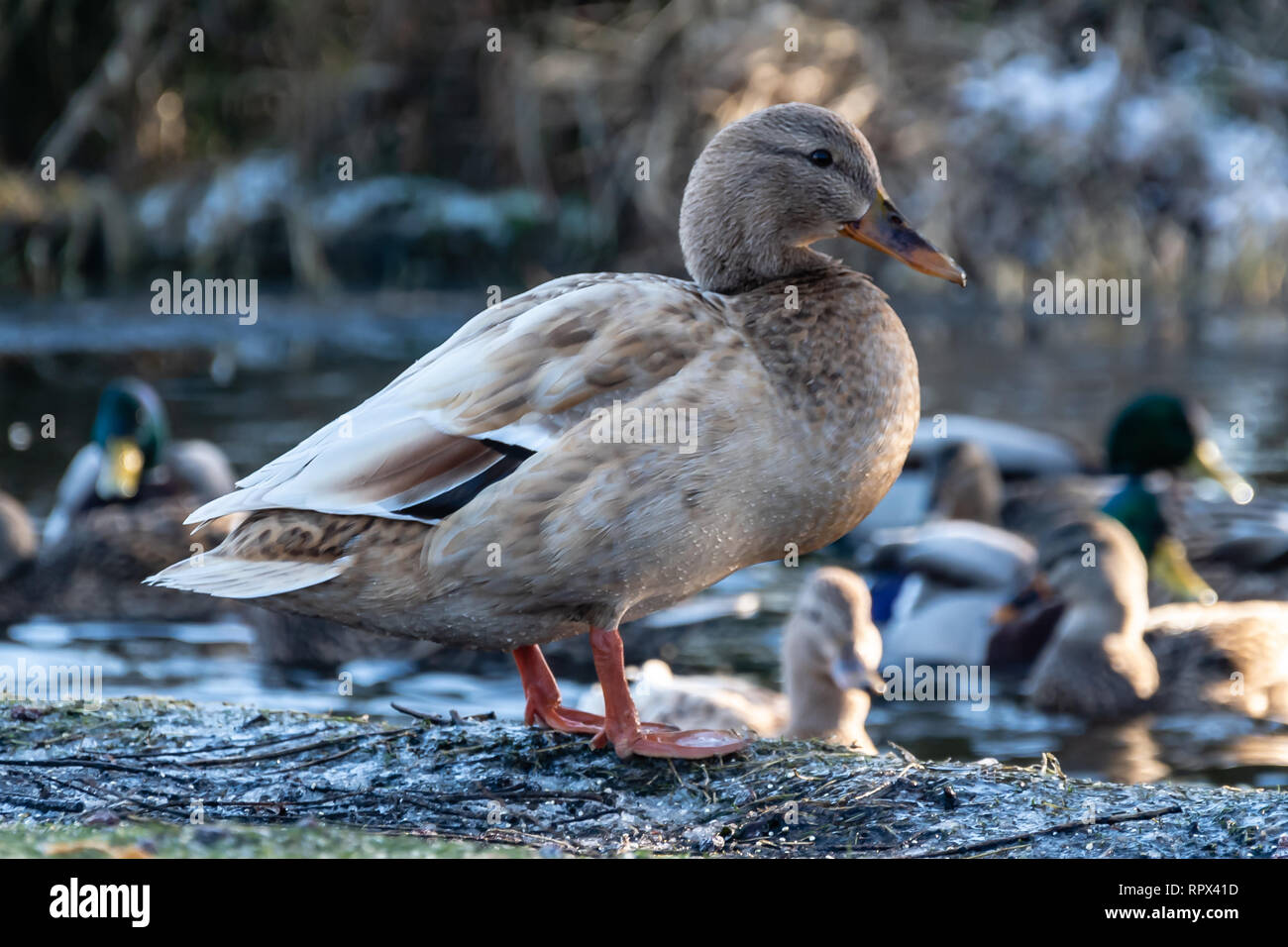 Mallard duck standing hi-res stock photography and images - Alamy