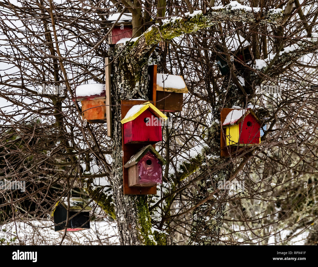 Bird houses in a tree, British Columbia, Canada Stock Photo - Alamy