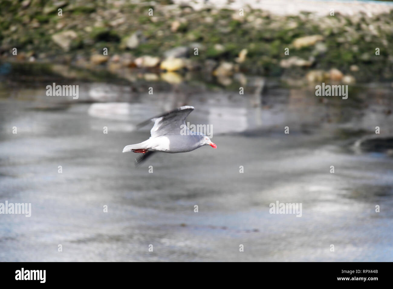 Dolphin gull (Leucophaeus scoresbii) in flight, Ushuaia, Tierra del ...