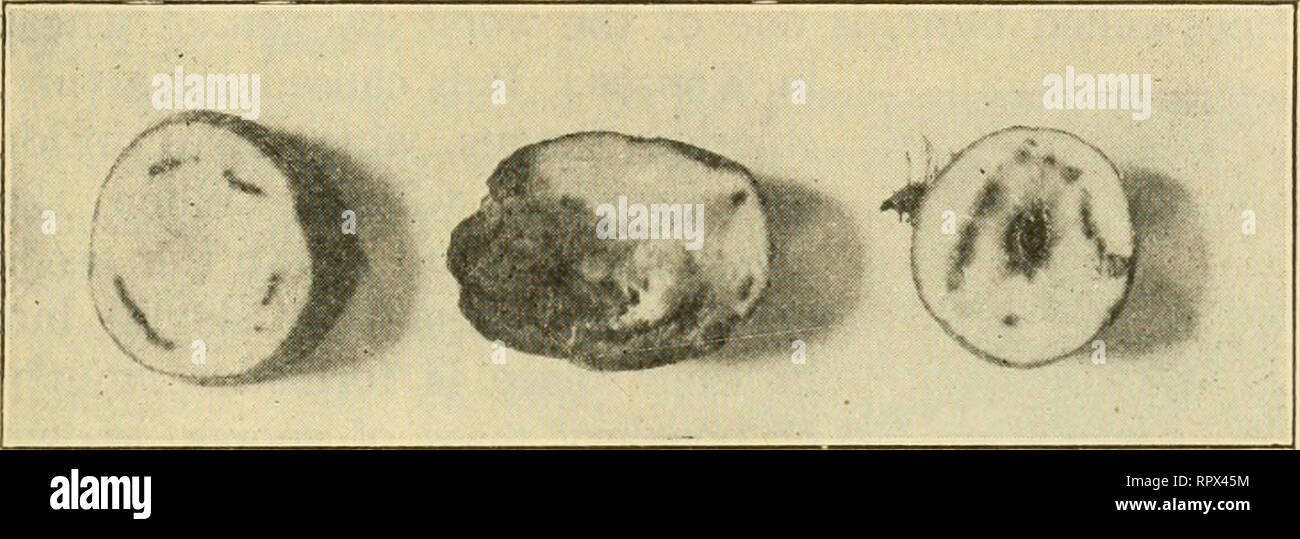 Diseased potato plant hi-res stock photography and images - Alamy