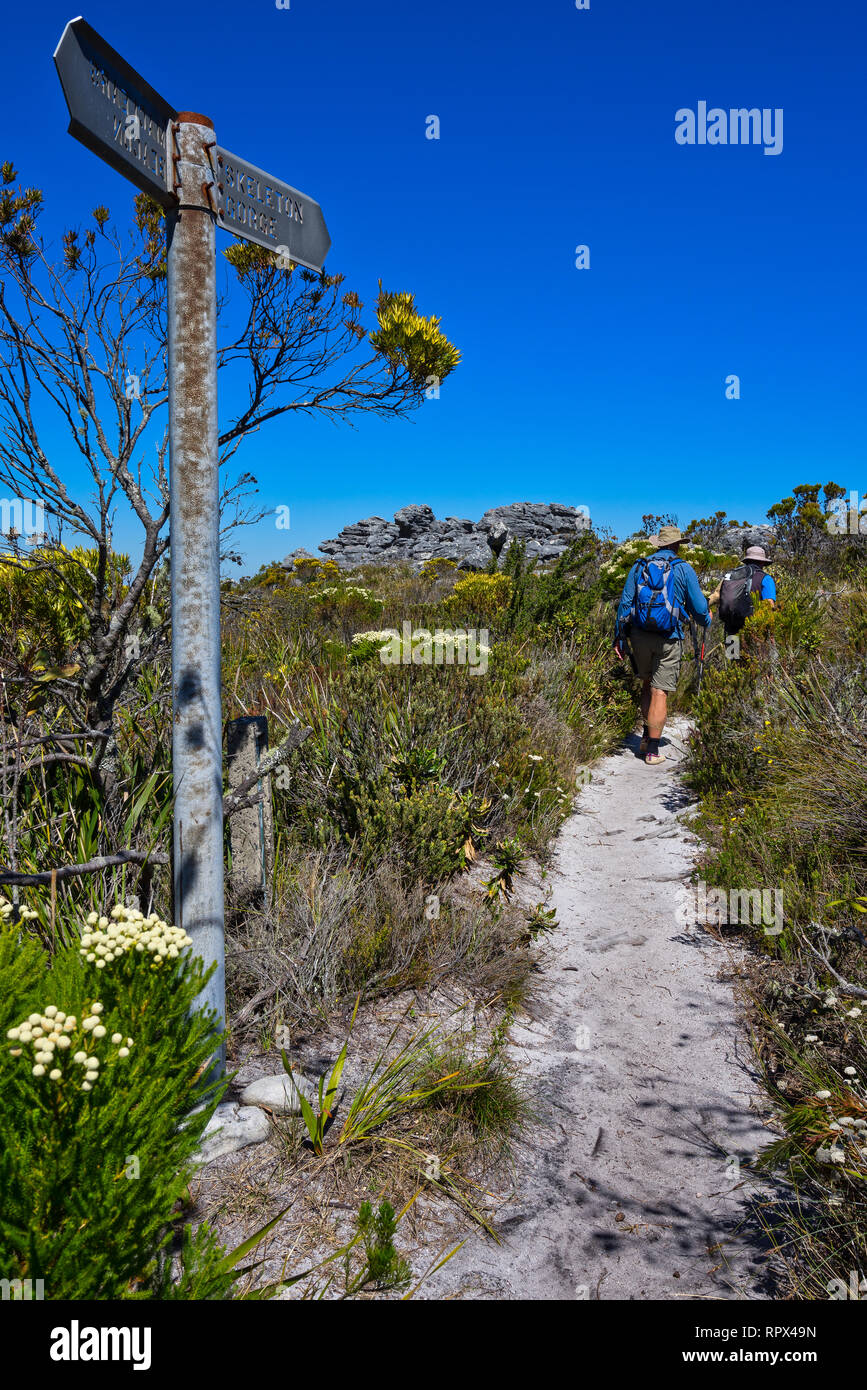 Two men hiking, Table Mountain National Park, Cape Town, Western Cape ...