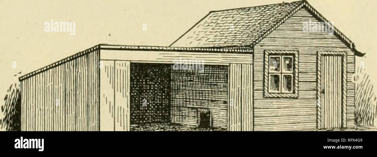 King of the hens hi-res stock photography and images - Alamy