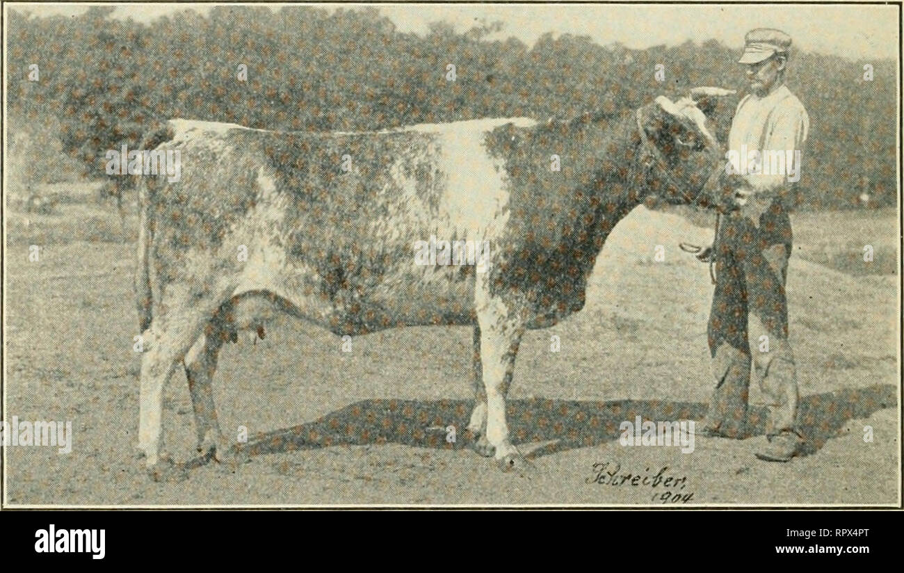 Durham shorthorn cattle hi-res stock photography and images - Alamy