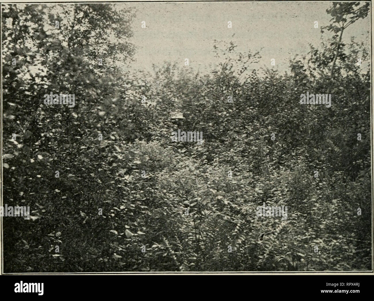 Maixe images hi-res stock photography and images - Alamy