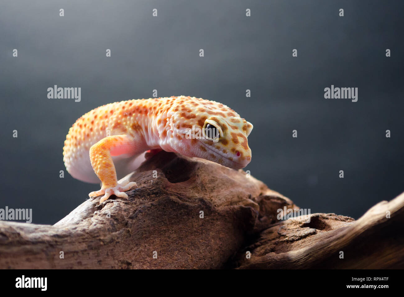 Leopard gecko on a piece of wood, Indonesia Stock Photo - Alamy