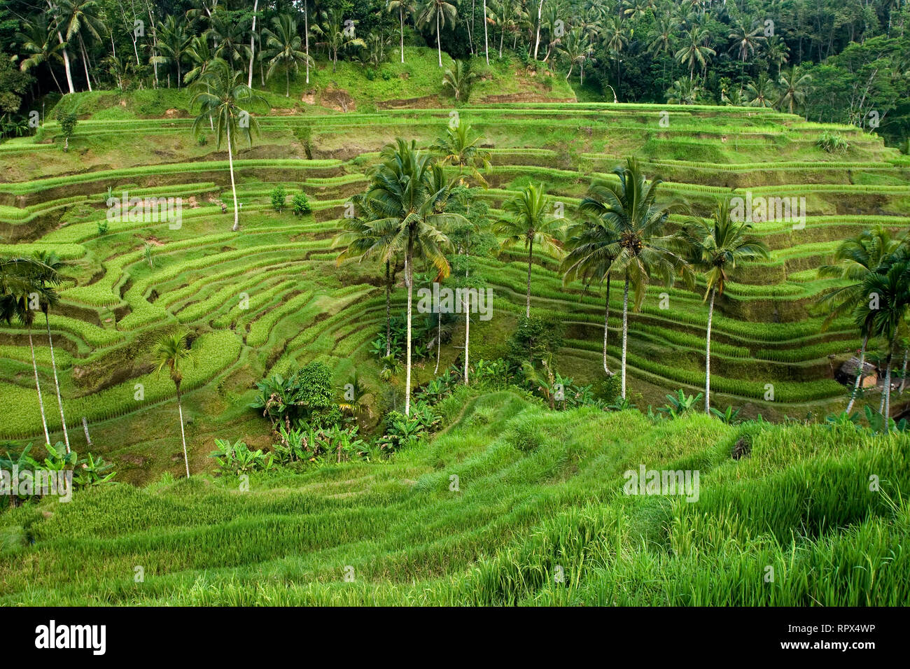 Terraced rice field, Indonesia Stock Photo - Alamy
