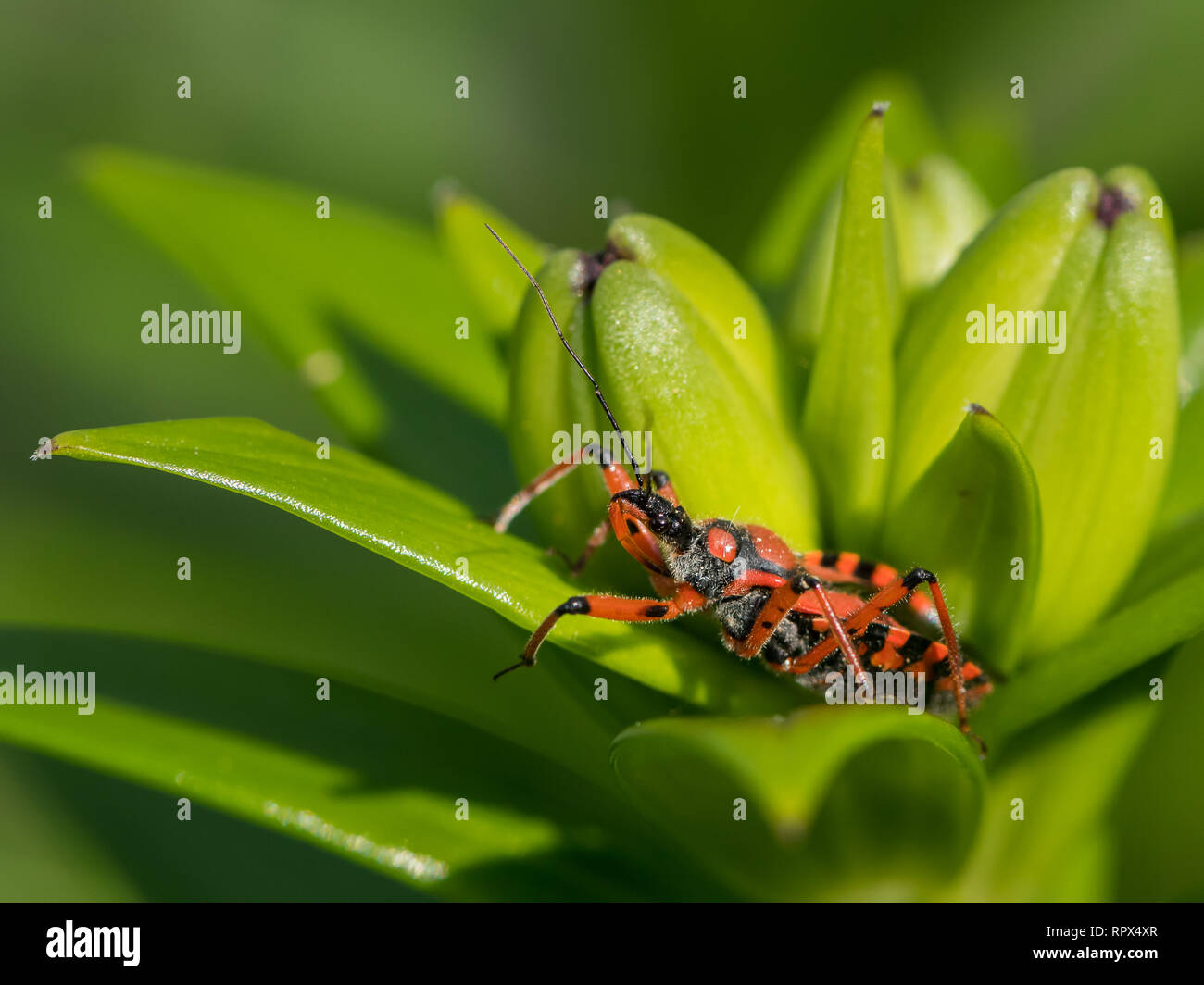 An adult red black assassin and thread-legged bug (Rhynocoris iracundus ...