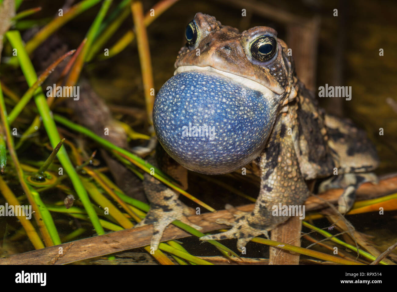 zoology / animals, amphibian (amphibia), A male American Toad (Bufo ...