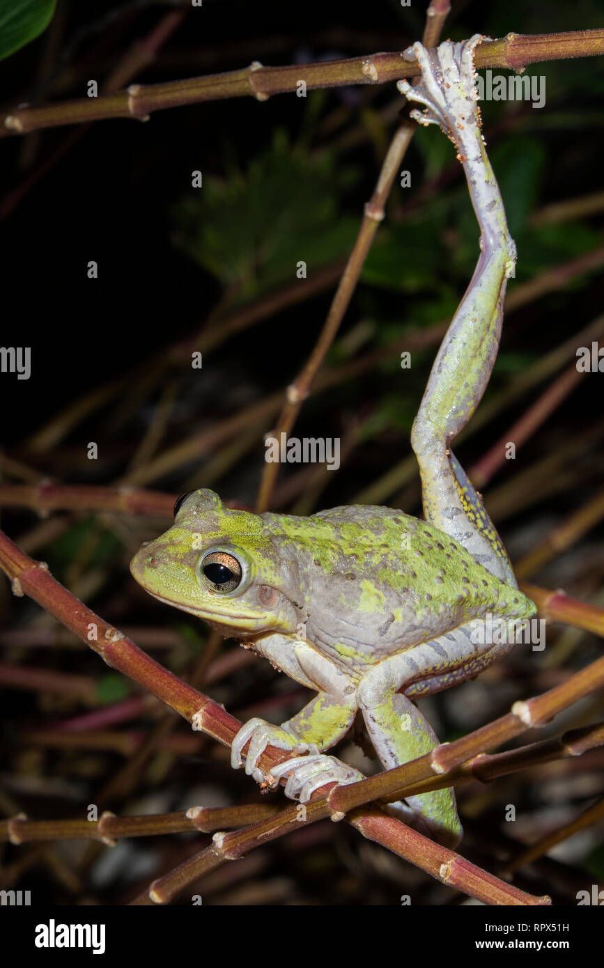 Cuban tree frog cuban tree frog hi-res stock photography and images - Alamy