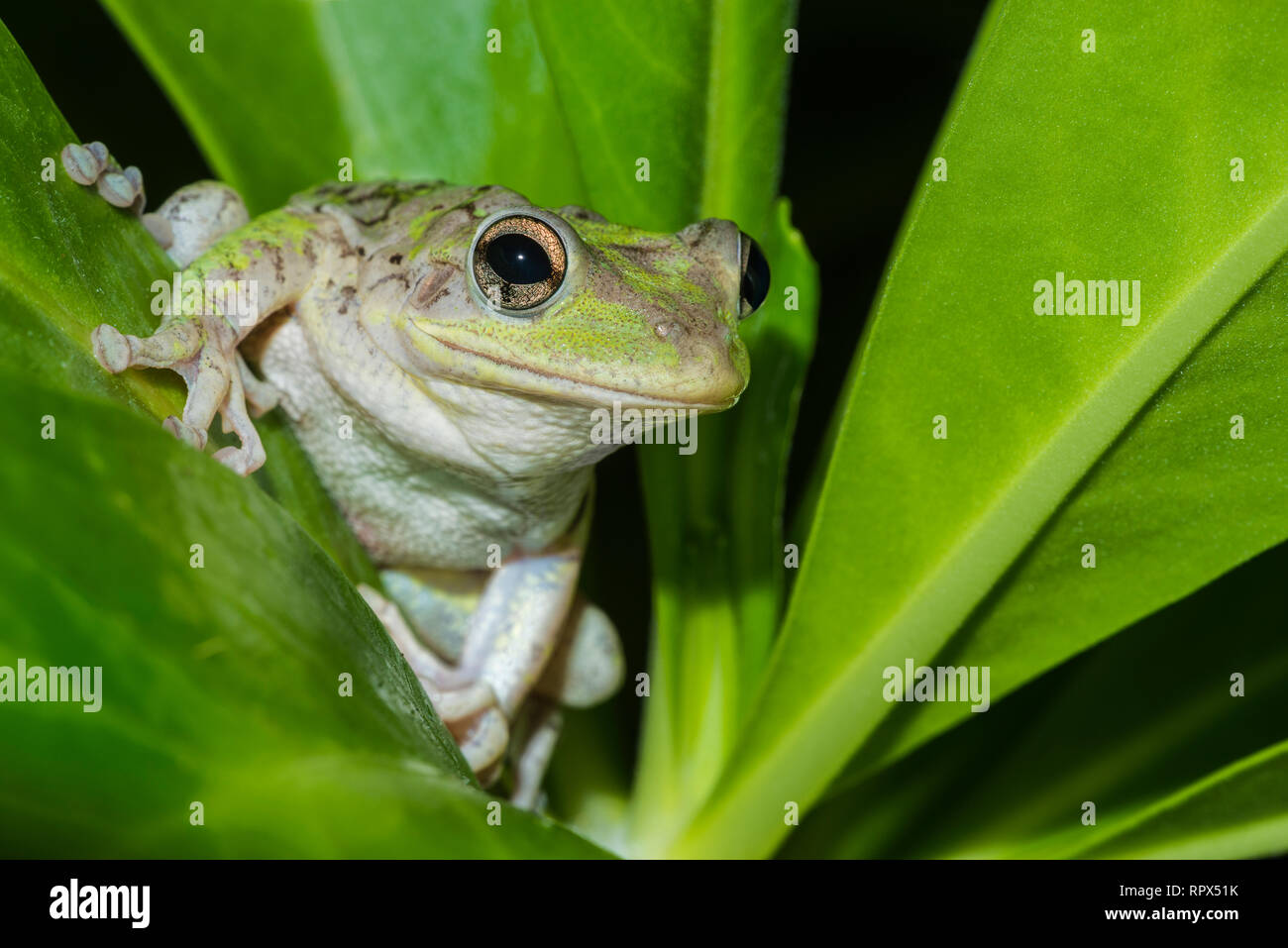 Cuban tree frog cuban tree frog hi-res stock photography and images - Alamy