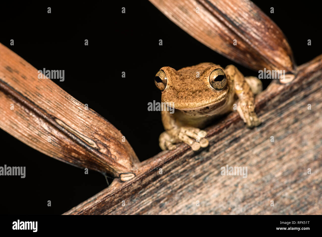 Cuban tree frog cuban tree frog hi-res stock photography and images - Alamy