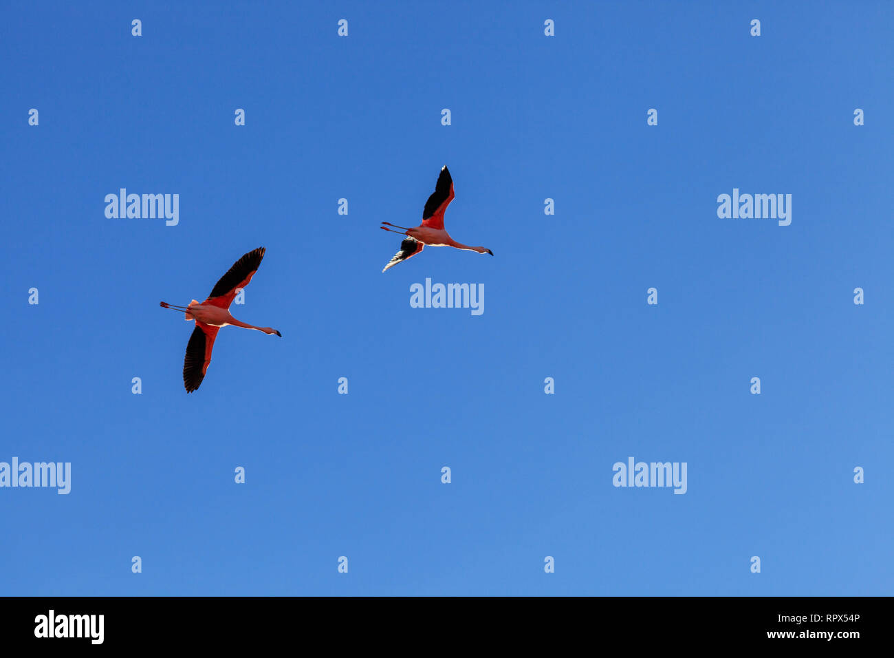 Flamingos in flight hi-res stock photography and images - Alamy