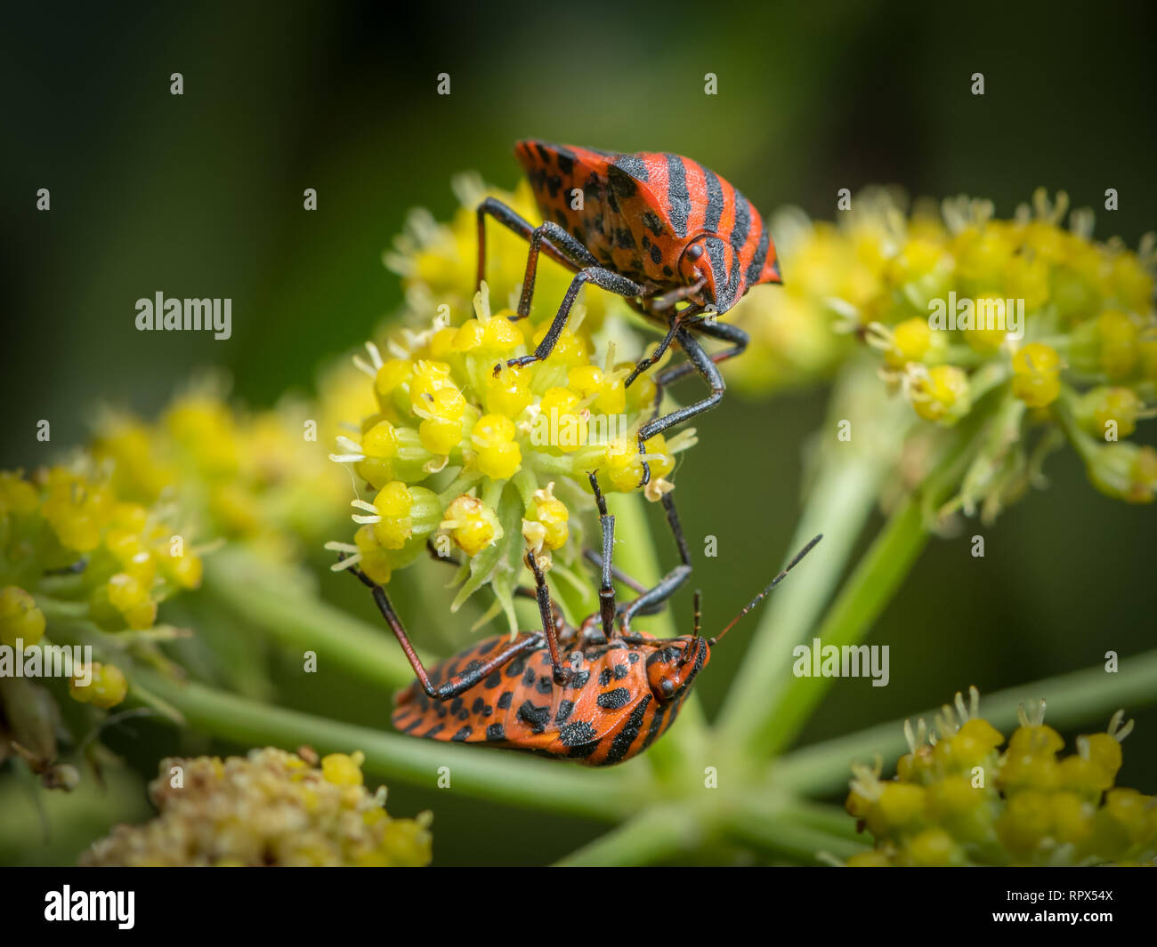 Two Striped bugs (Graphosoma lineatum, Pentatomidae) sitting on a ...