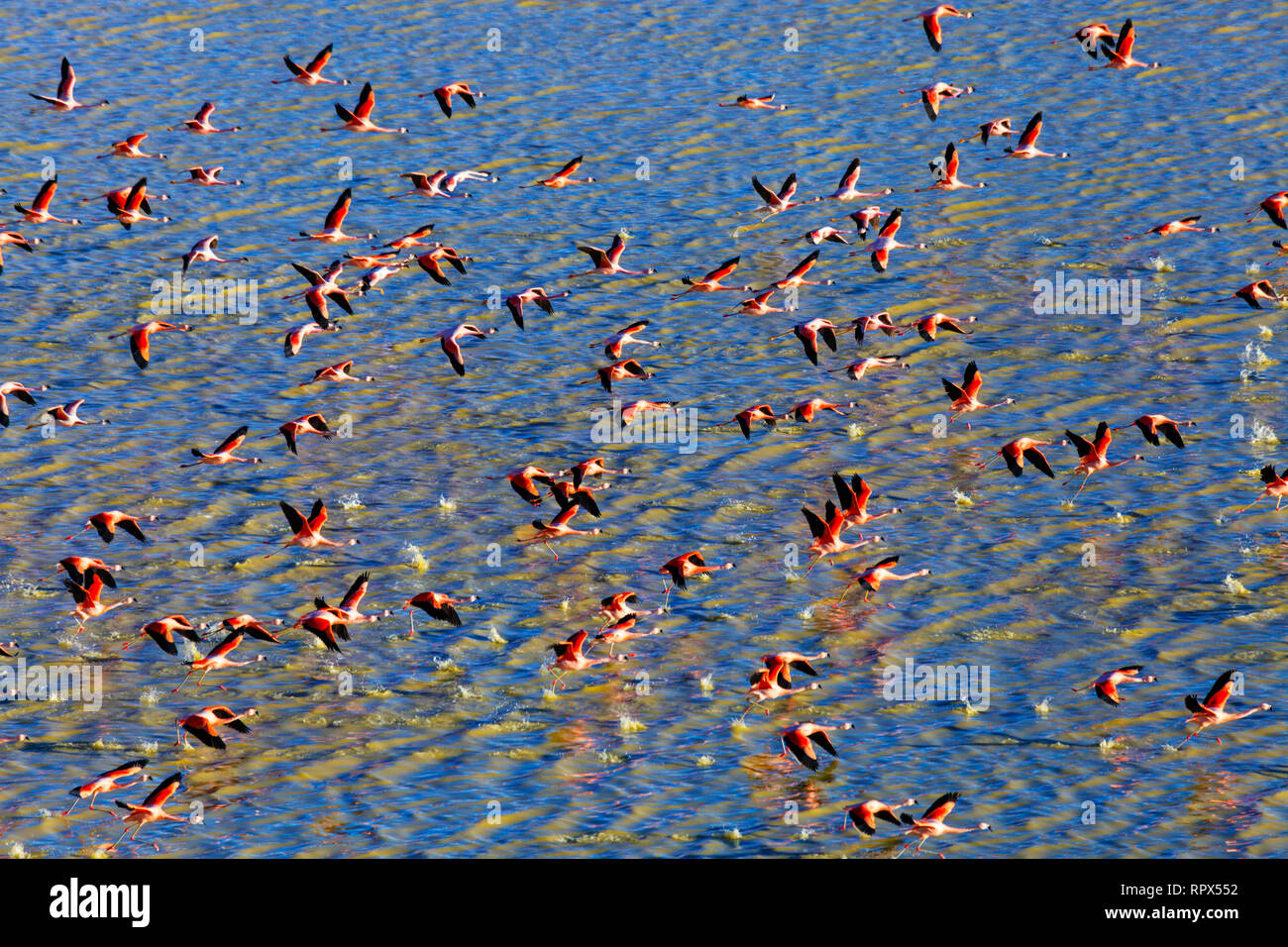Flight animals hi-res stock photography and images - Alamy