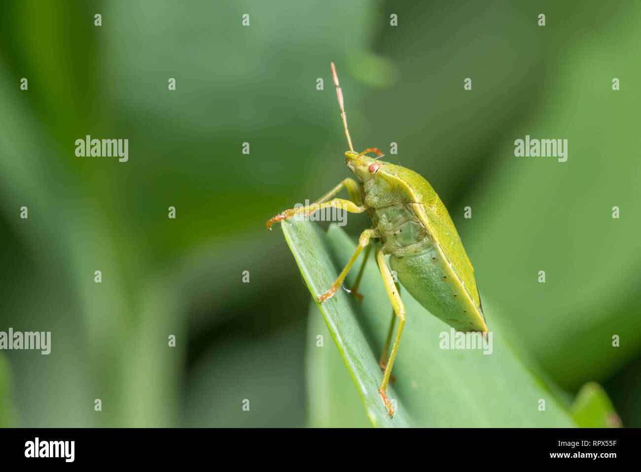 Closeup of an adult green shield bug (Palomena, Pentatomidae) sitting ...