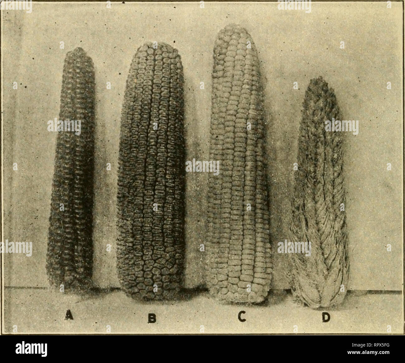 Kernel dent hi-res stock photography and images - Alamy