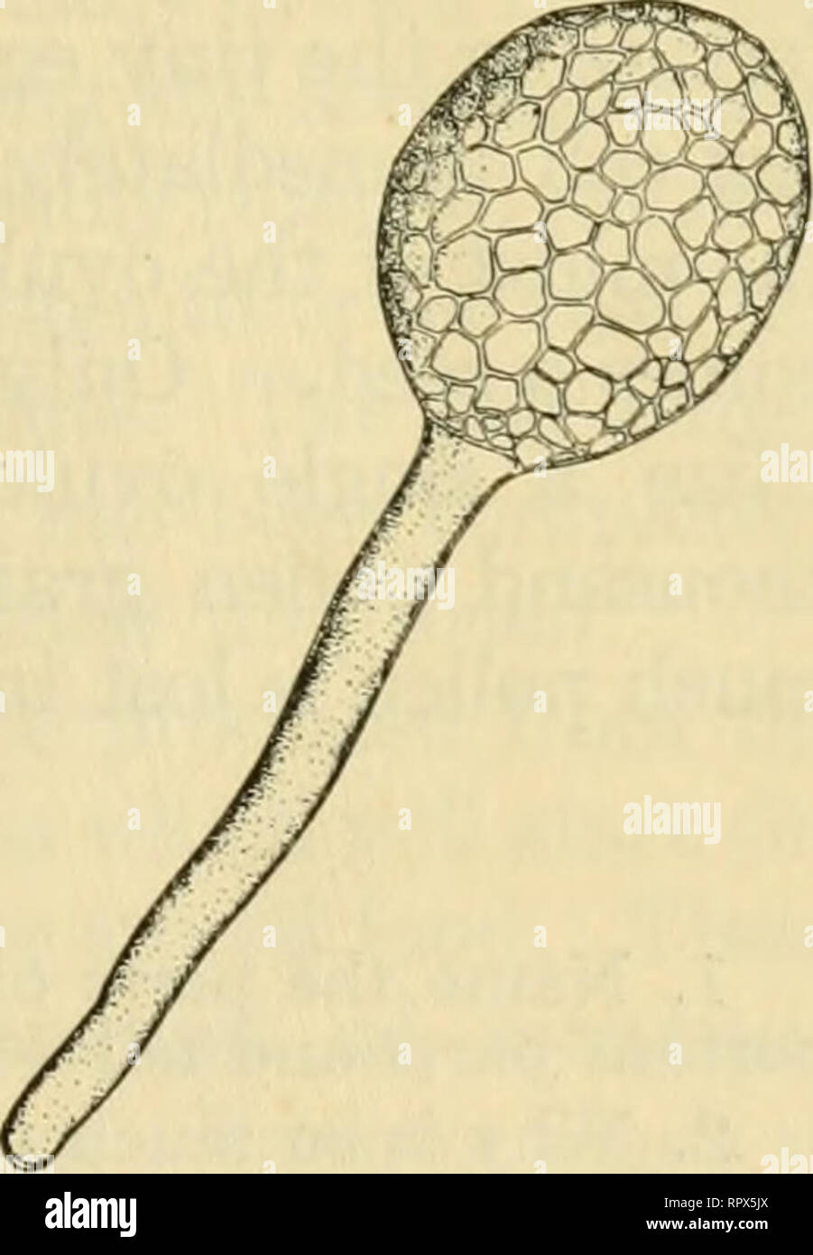 Stigma germinating pollen hi-res stock photography and images - Alamy