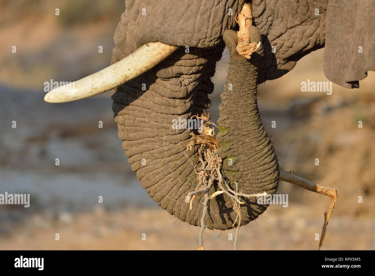 zoology, mammal (mammalia), African savanna elephant or African ...