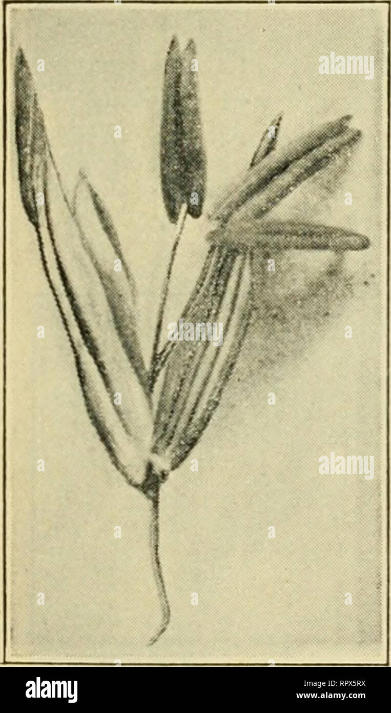 Pistils exposed hi-res stock photography and images - Alamy