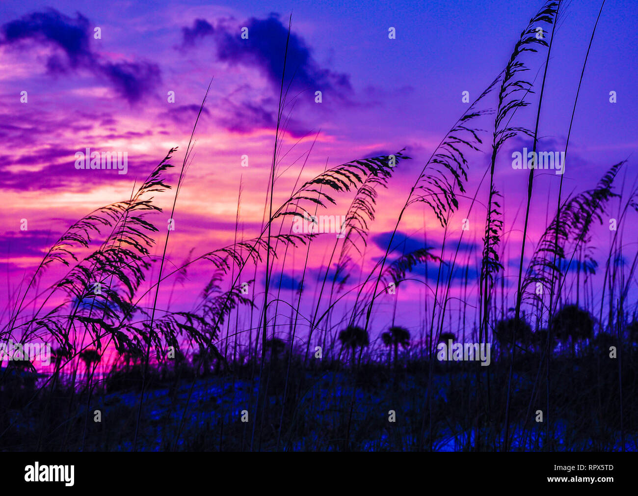 beautiful contrasting purples on a Florida beach Stock Photo - Alamy