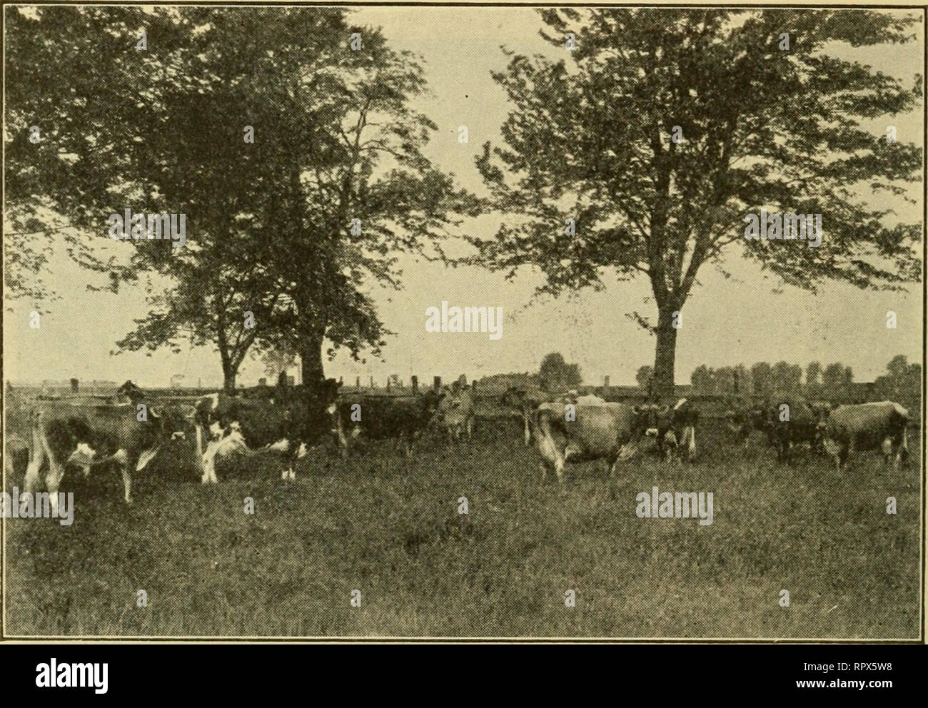 The herd courtesy hi-res stock photography and images - Alamy