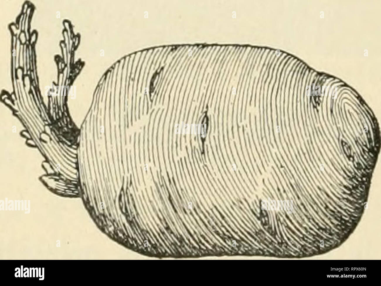 Root feeders hi-res stock photography and images - Alamy