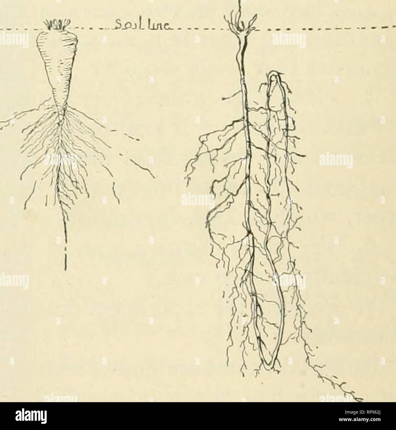 . Agriculture, its fundamental principles. Agriculture. Corn, a fibrous ...