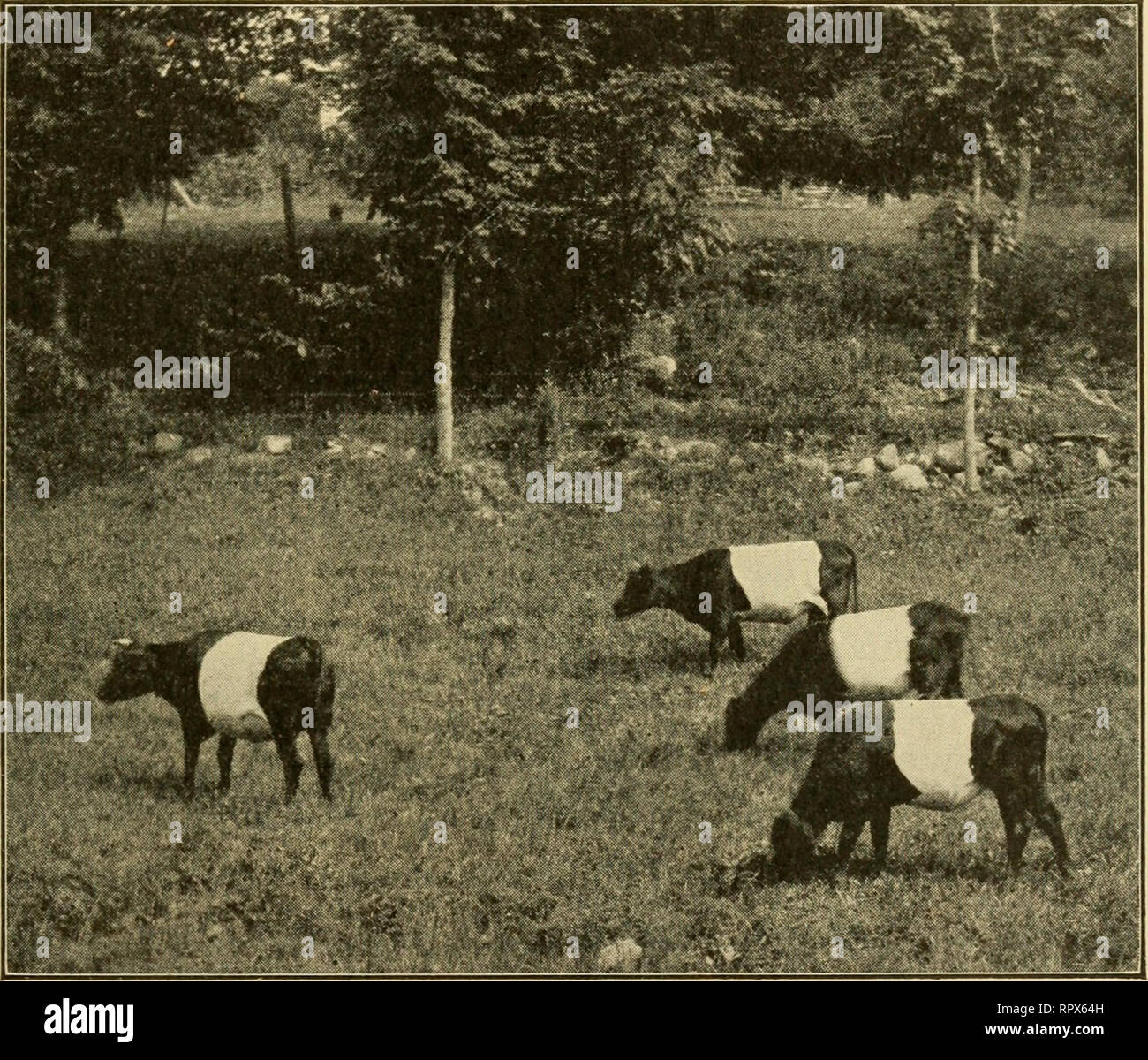 Holstein cow 5 years hi-res stock photography and images - Alamy