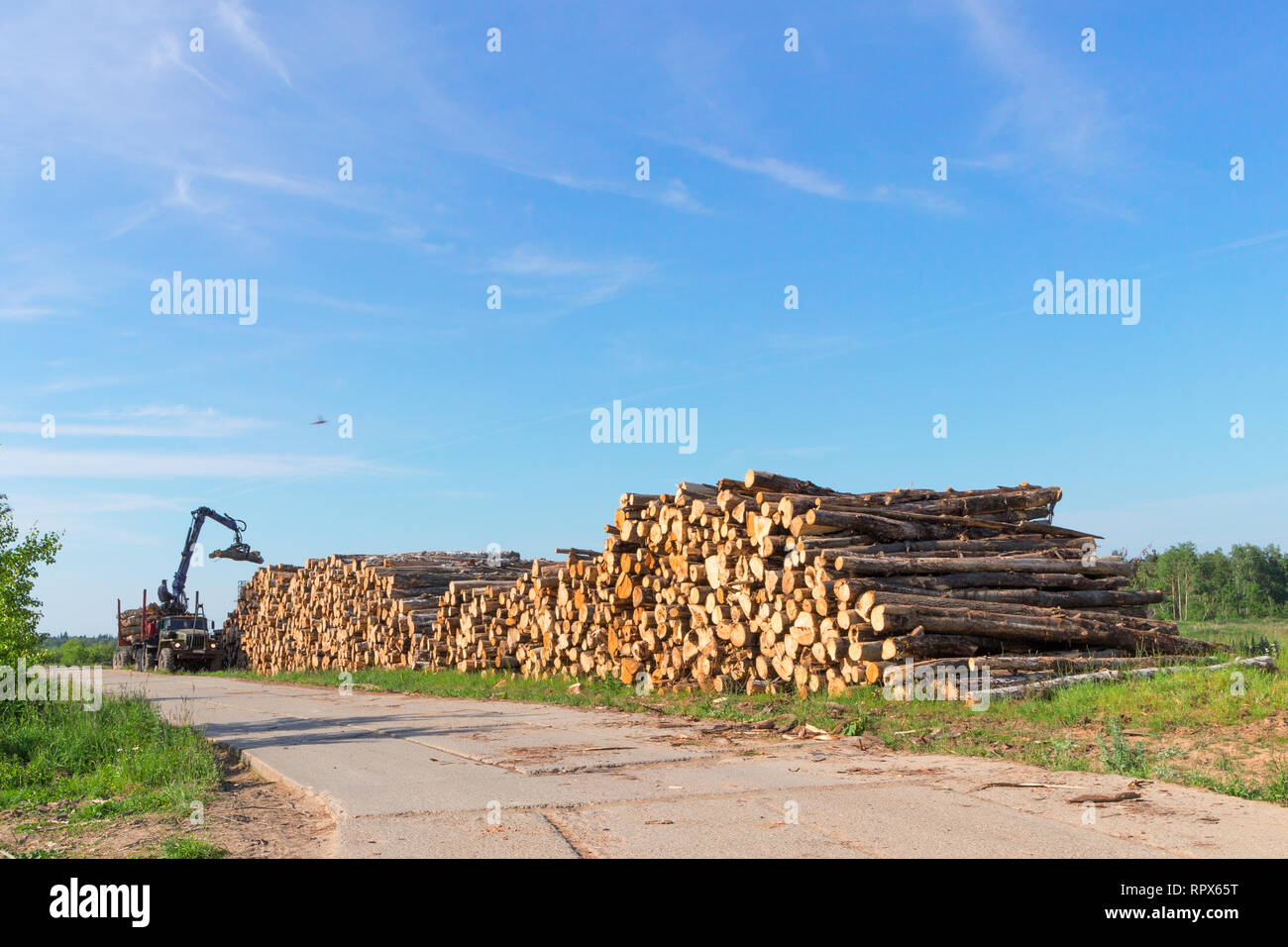 Sawn tree trunks on the side of the road Stock Photo - Alamy