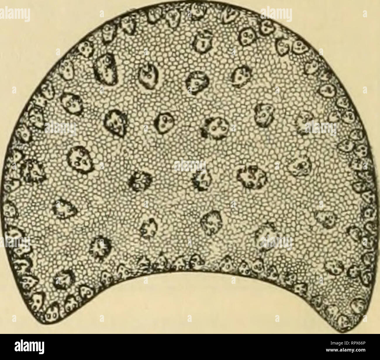 Corn stem cross section hi-res stock photography and images - Alamy