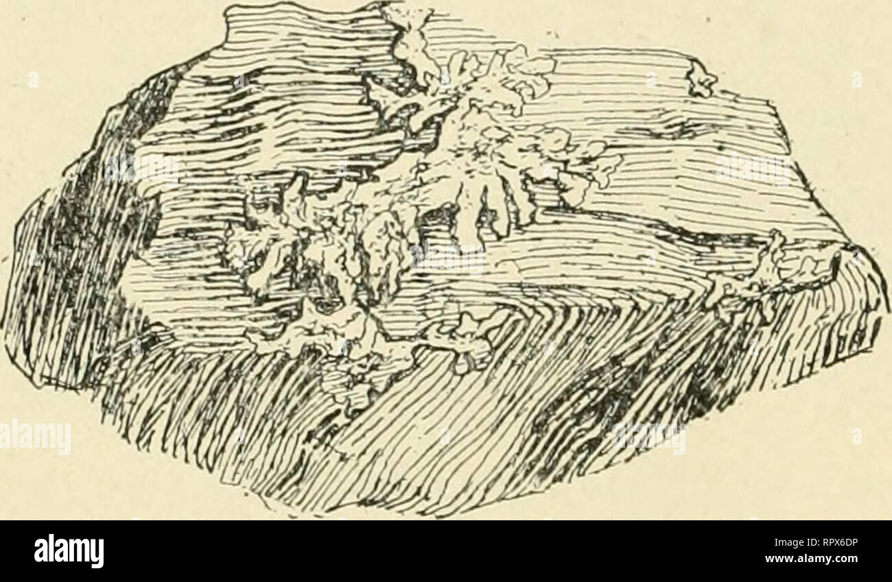 Lichens On Rock Drawing