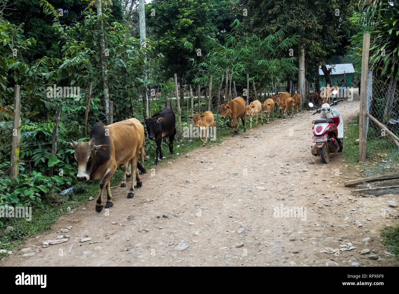 cows in a field near Vang Vieng, Vientiane Province, Laos, Asia Stock ...