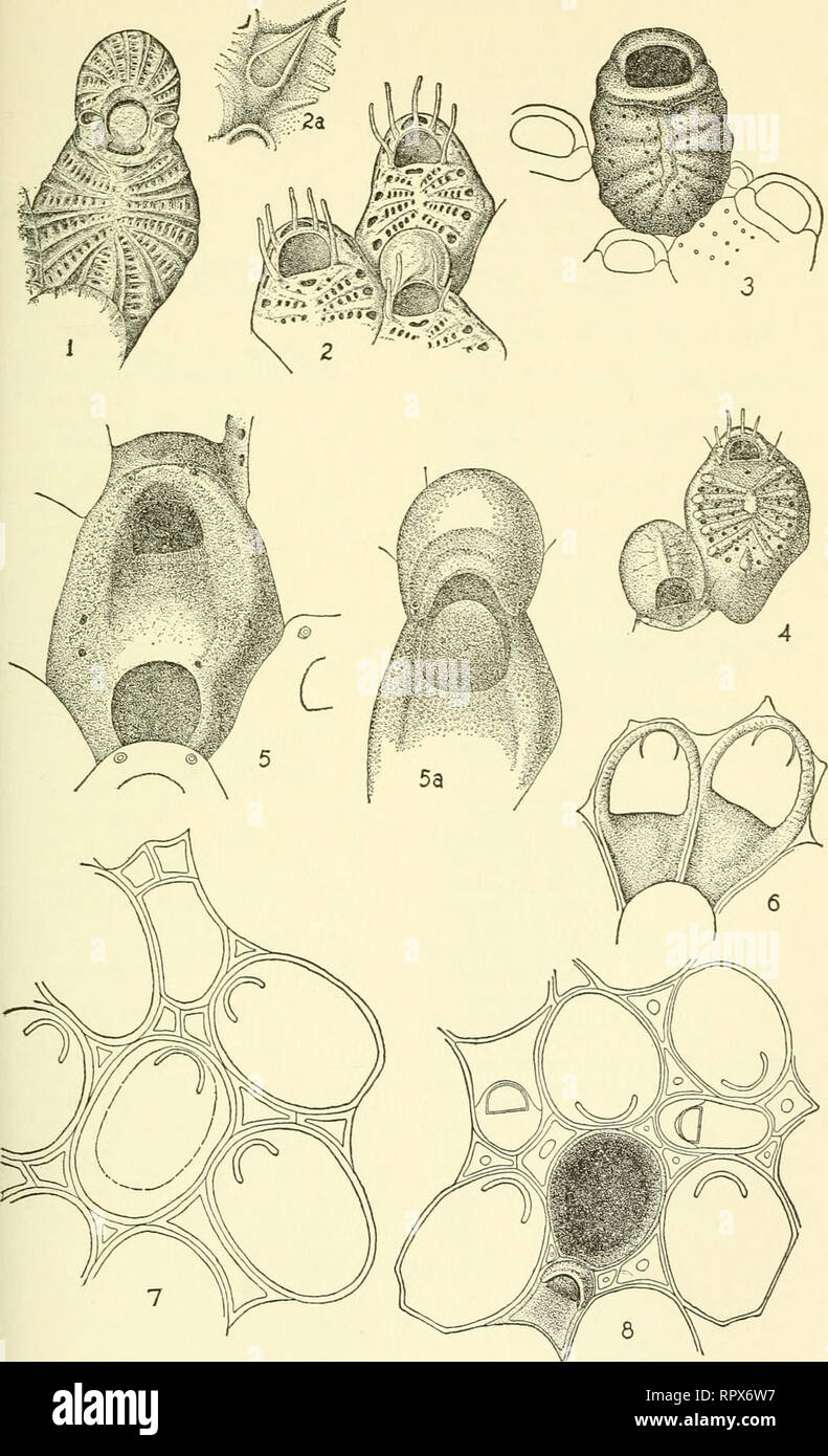 Cheilostomata hi-res stock photography and images - Alamy