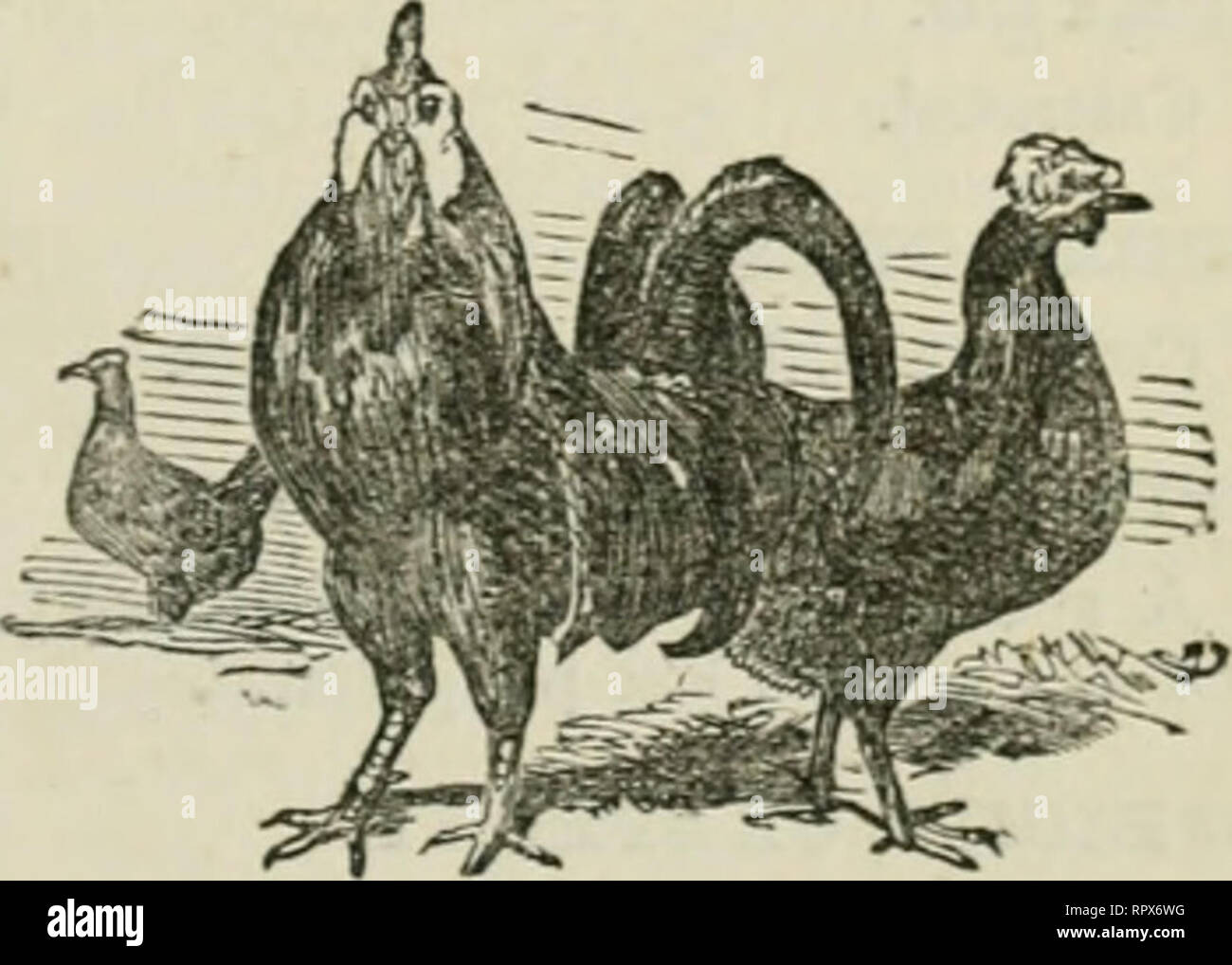 Silky wattle hi-res stock photography and images - Alamy