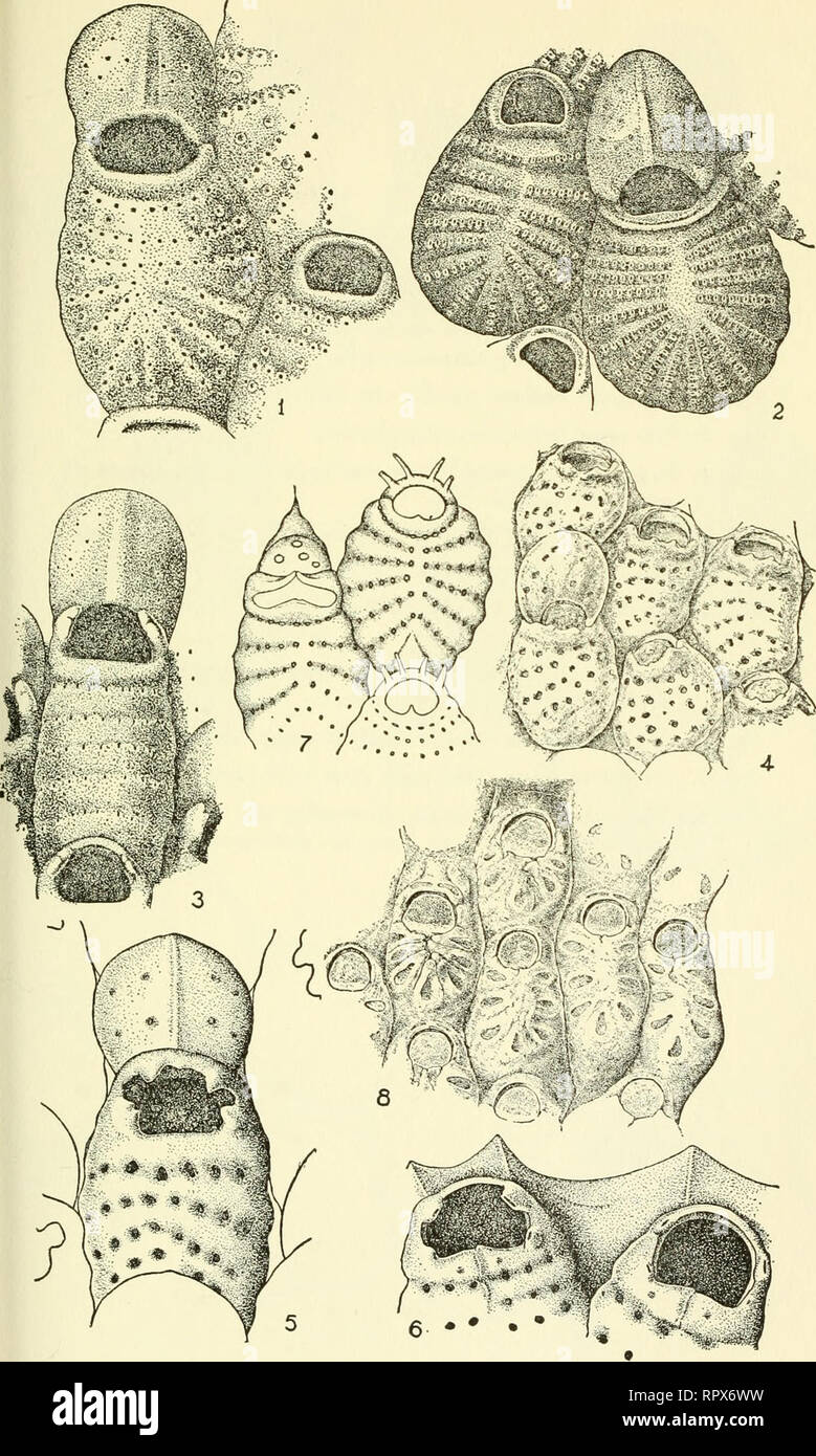 Cheilostomata hi-res stock photography and images - Alamy