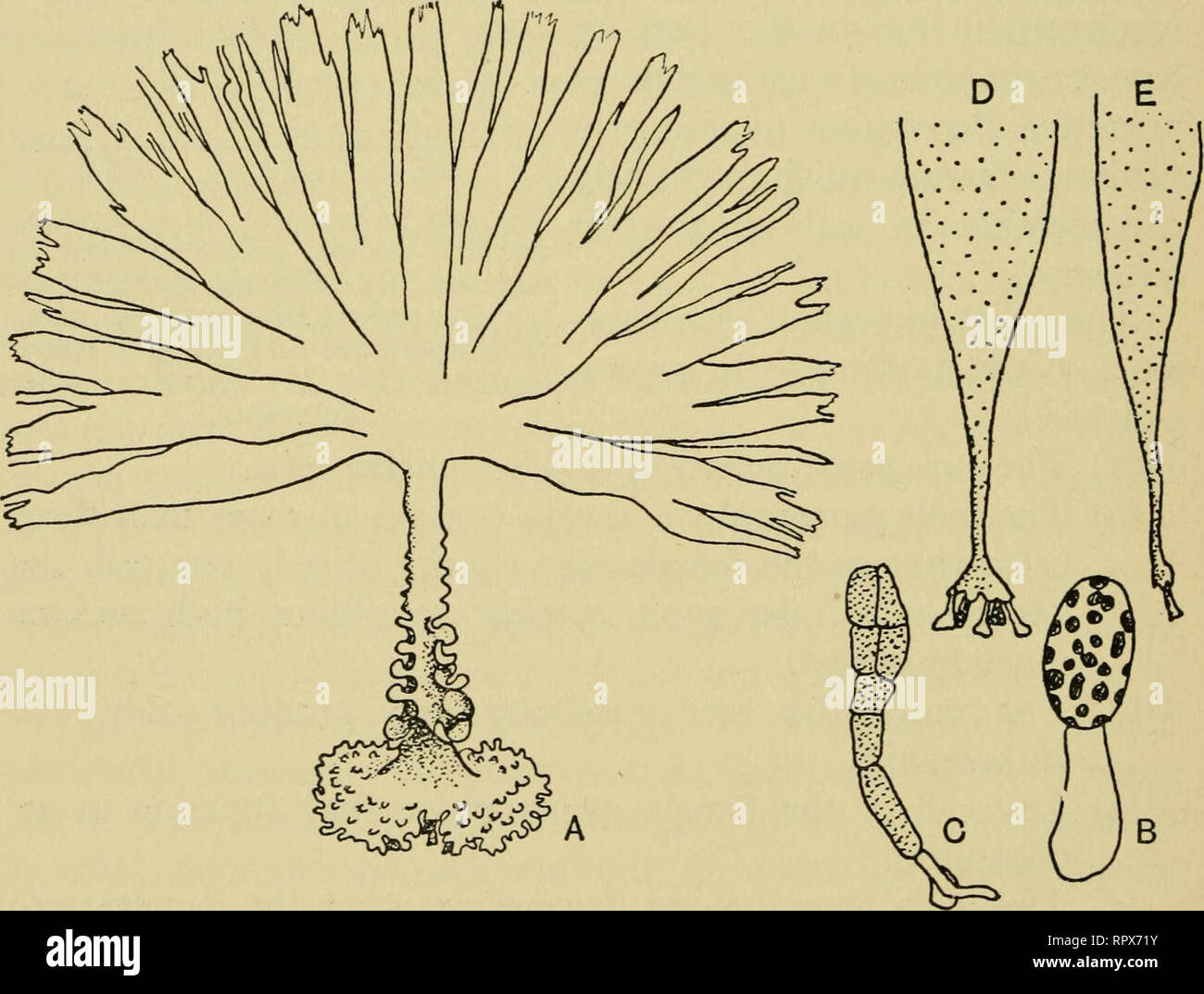 . The algae. Algae. i8o « 1 THE ALGAE pansion. In older plants this ...