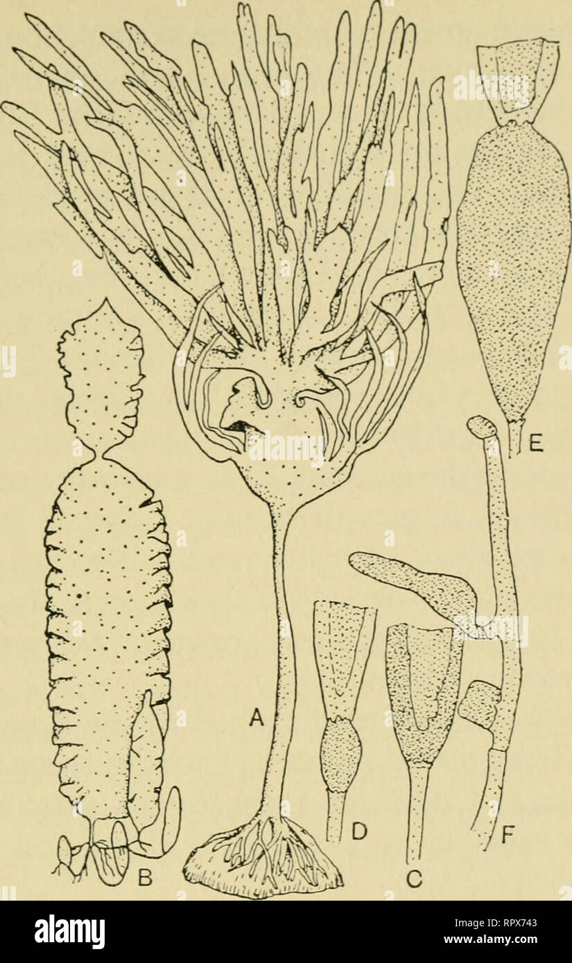 Laminaria New Corps Of Kelp(Laminaria Japonica)seaweeds Salted Knot,