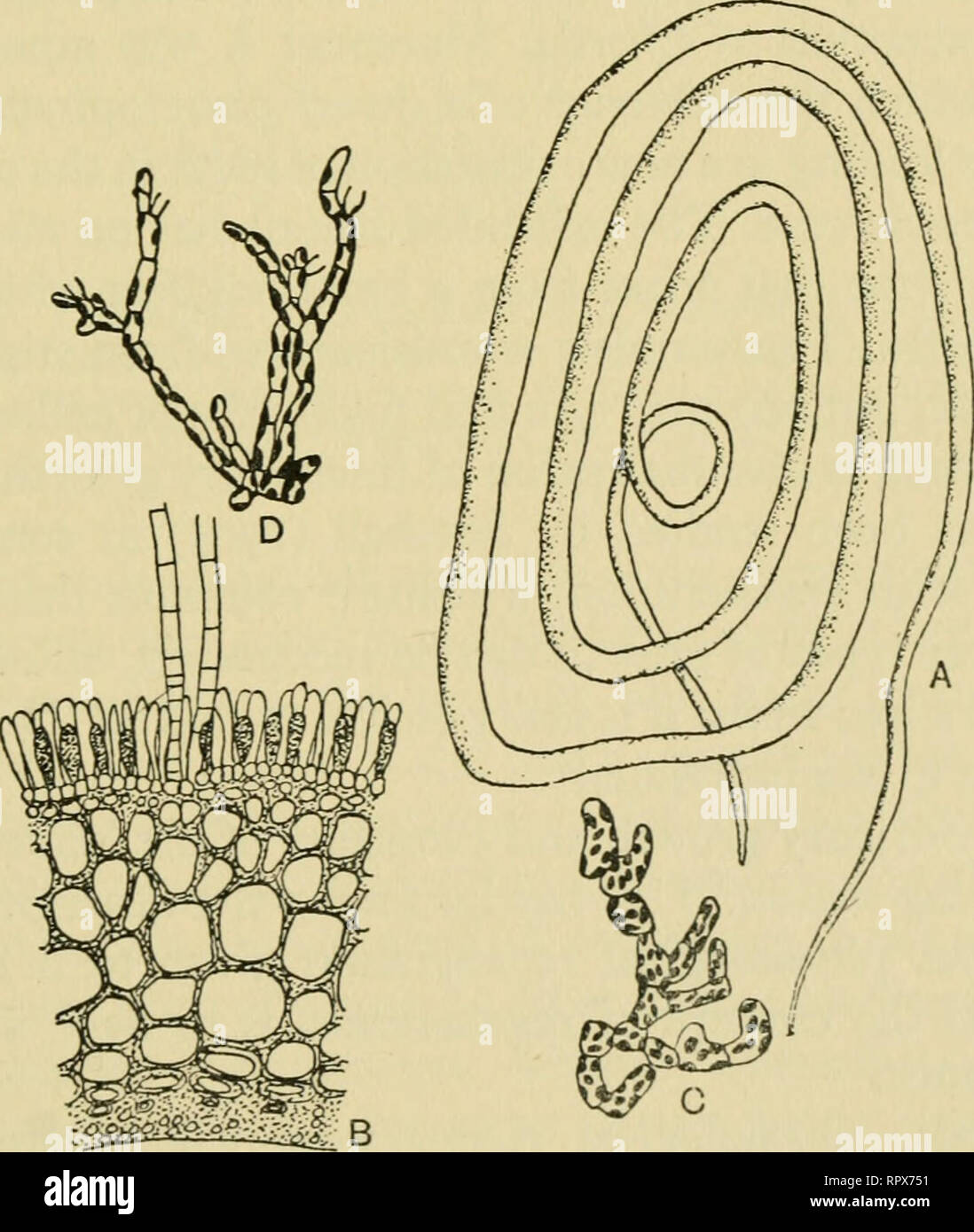 Intercalary meristem hi-res stock photography and images - Alamy