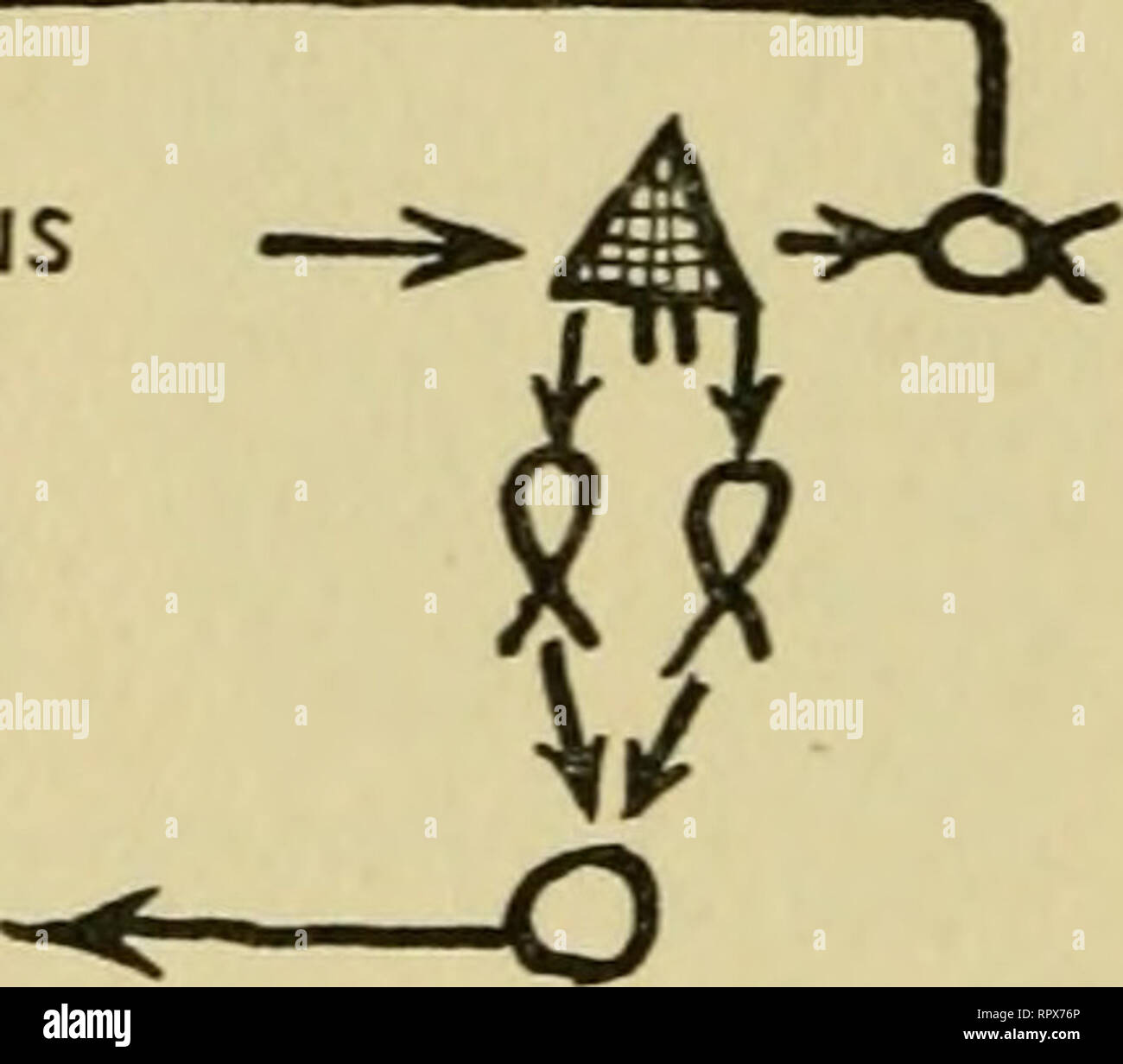 Dictyosiphon foeniculaceus hi-res stock photography and images - Alamy