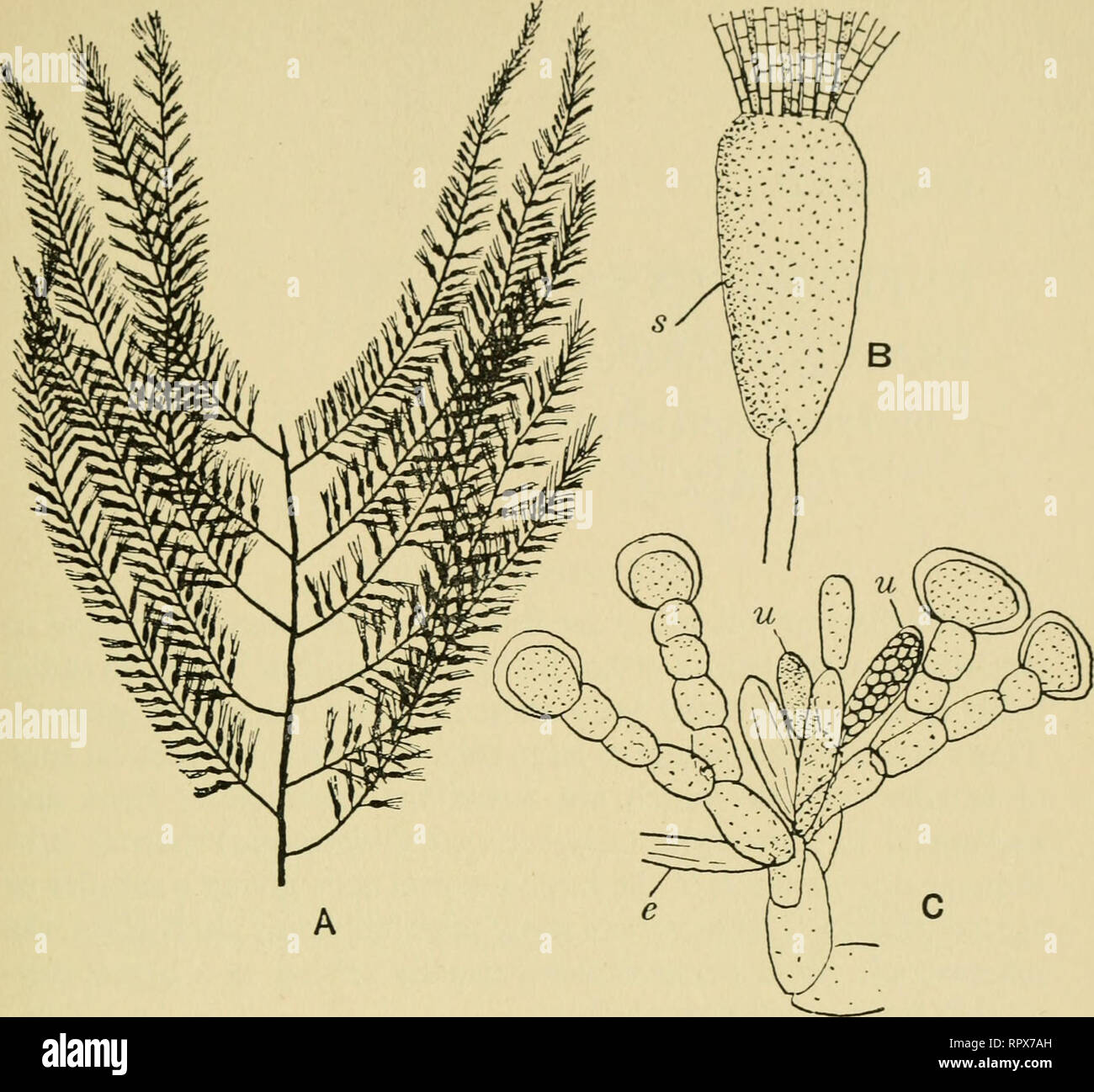 Unilocular sporangium hi-res stock photography and images - Alamy